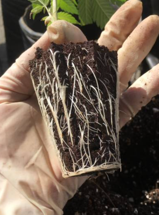 Blueberry Cannabis Clones – Cloud Genetics