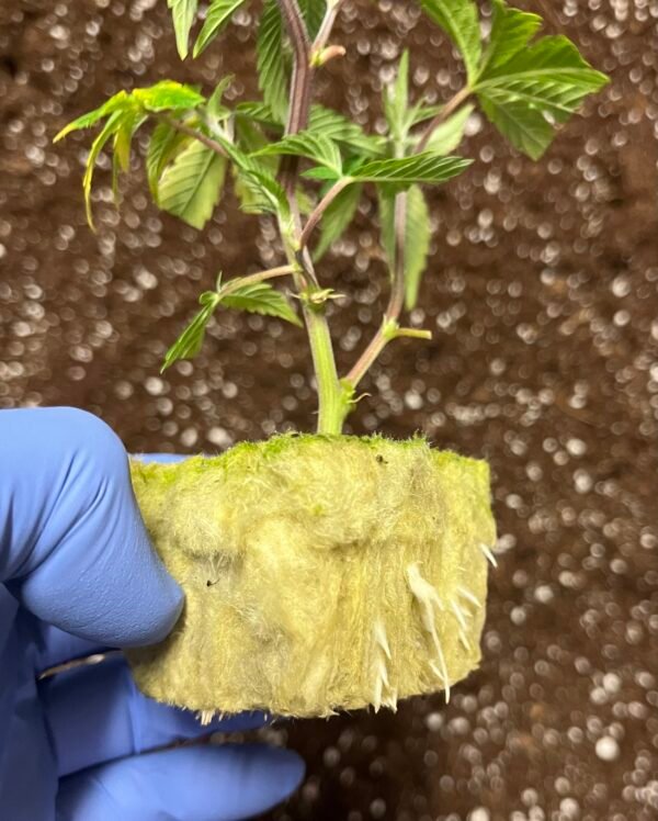 Electric Kool-Aid Cannabis Clones – Cloud Genetics