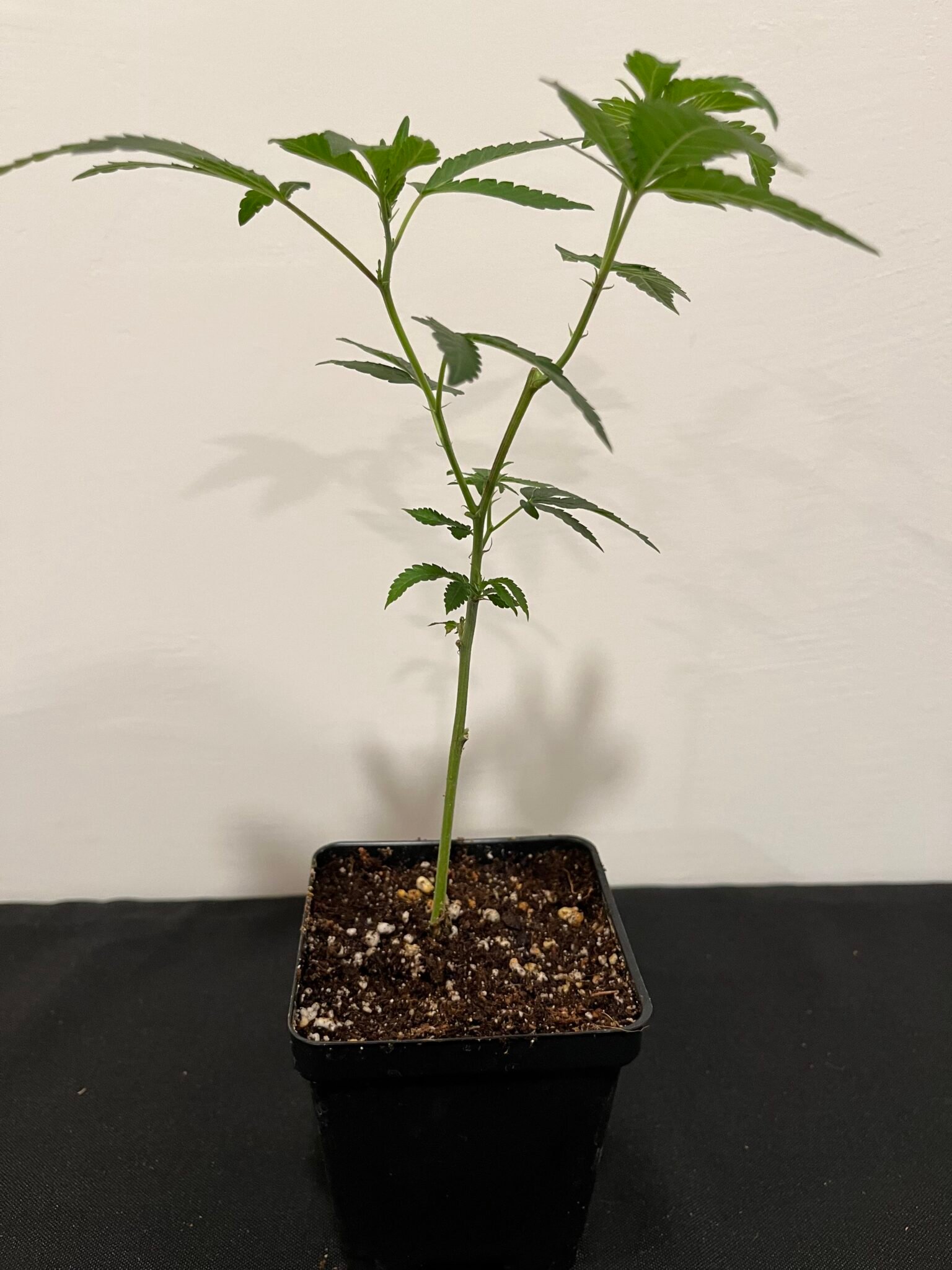 Strawberry Gary Planted Clones – Cloud Genetics