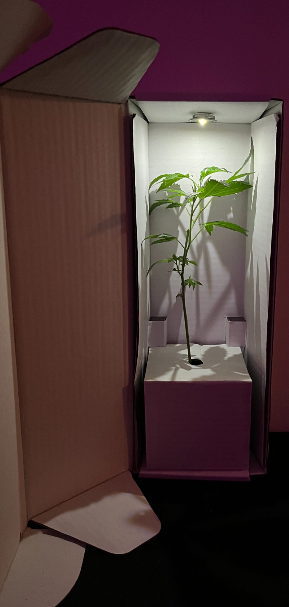 Shop Planted Clones – Cloud Genetics